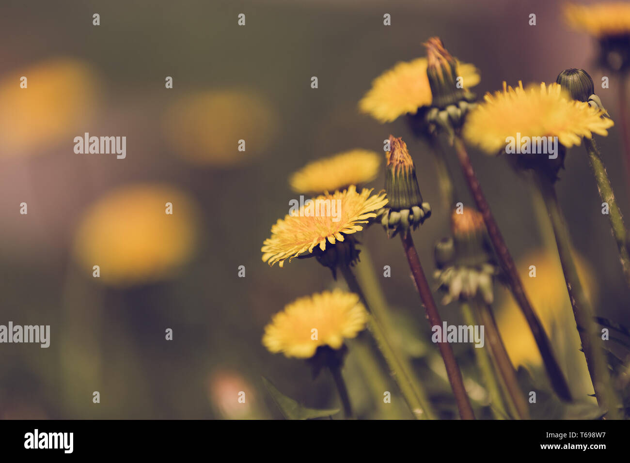 Yellow dandelion retro color Stock Photo - Alamy