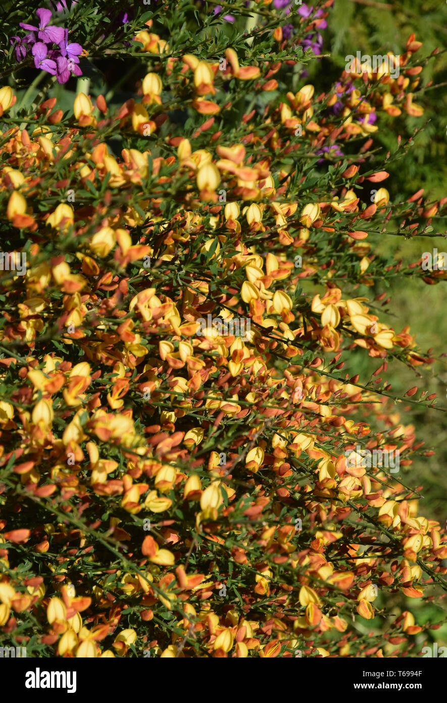 Garden broom spring hi-res stock photography and images - Alamy