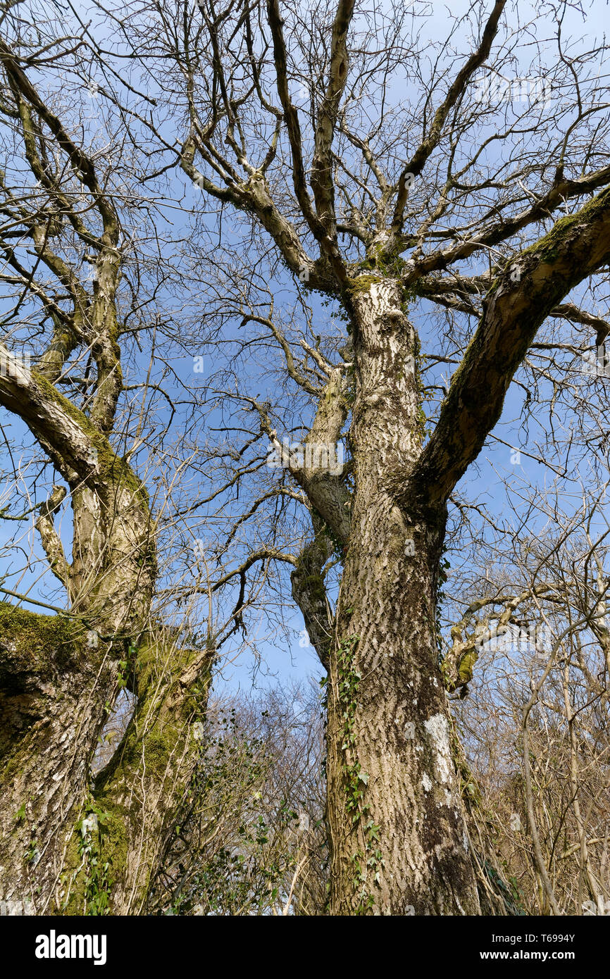 European Ash - Fraxinus excelsior Tree in late Winter Stock Photo - Alamy