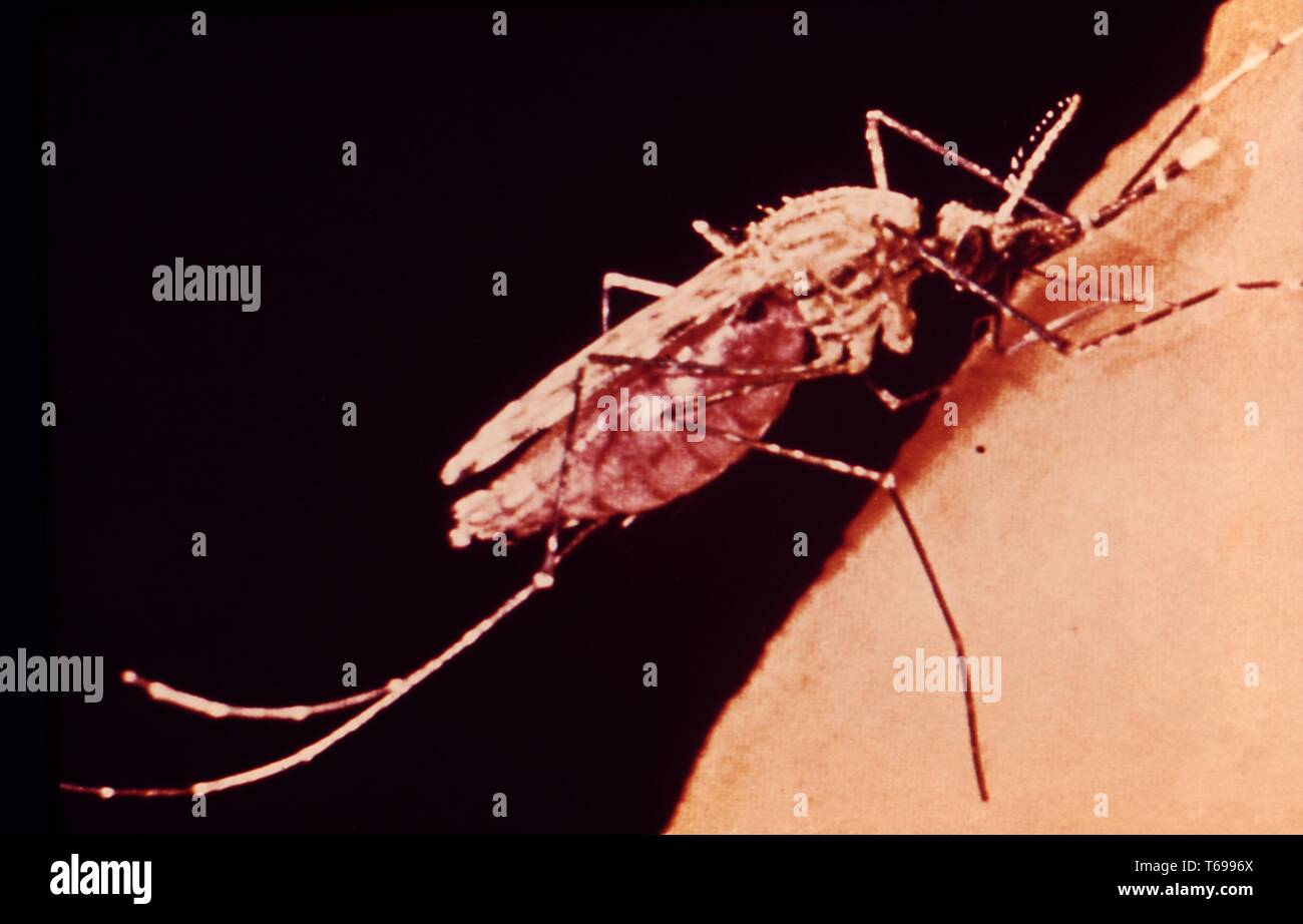 Engorged mosquito hi-res stock photography and images - Alamy