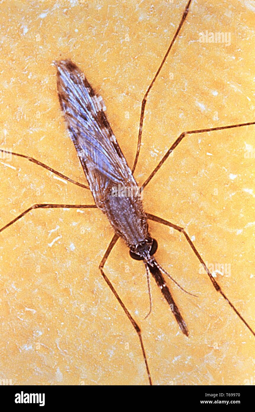 Close up photograph of the Anopheles gambiae mosquito a known vector for the malarial parasite 1975. Image courtesy World Health Organization WHO Stock Photo Alamy