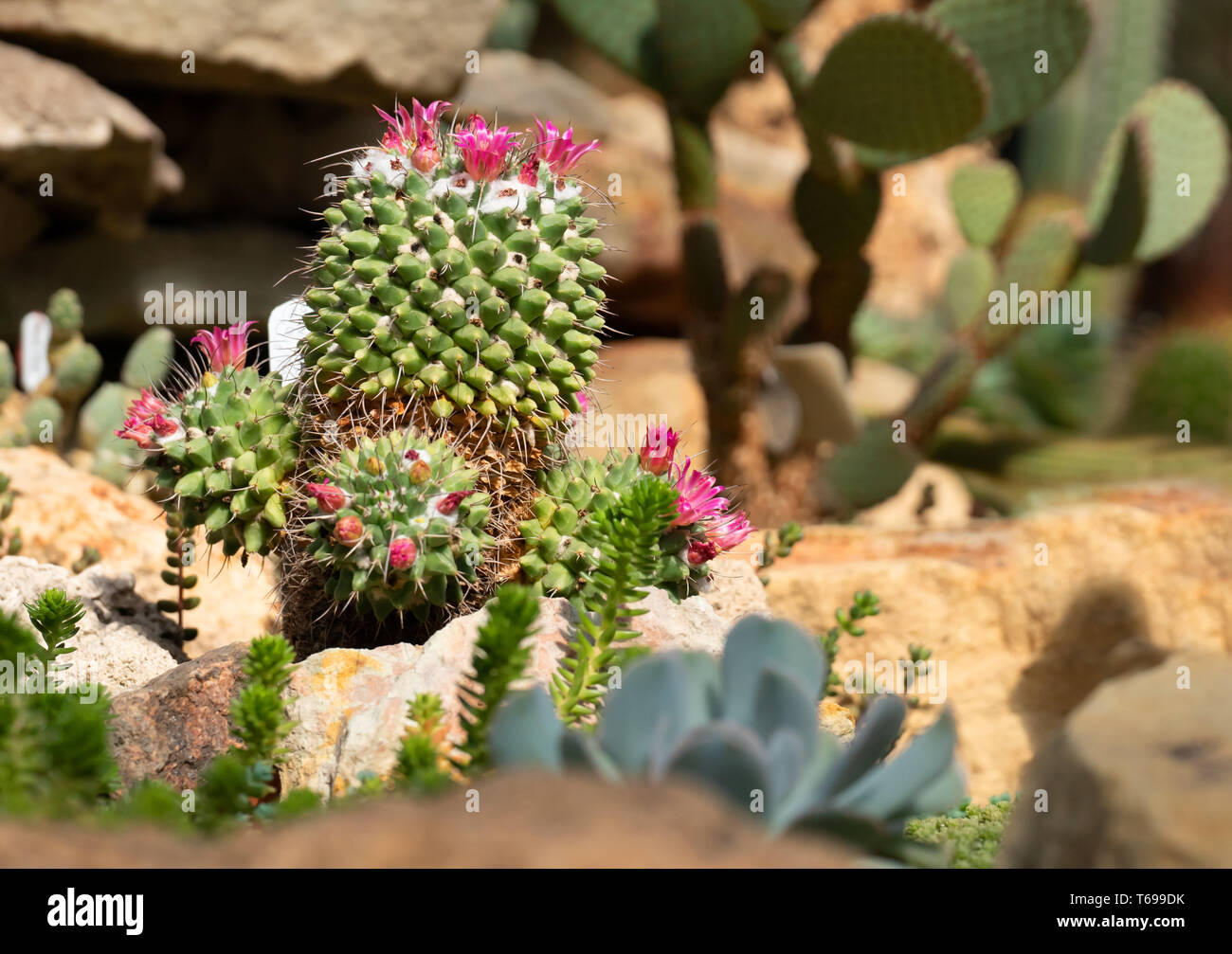 Green cactus with sharp needles and pink purple flower Stock Photo - Alamy