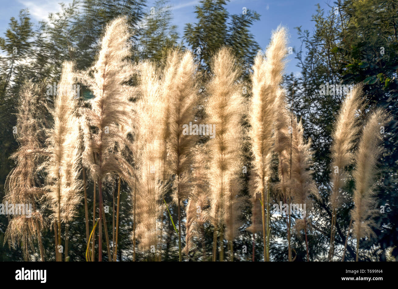 Multiple exposure of some pampas grass being blown by the wind ...
