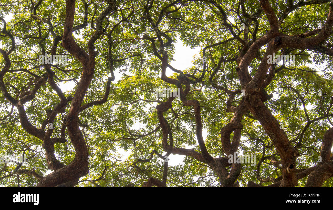 The intrincated canopy of the acacia tree. Captured at he Andean ...