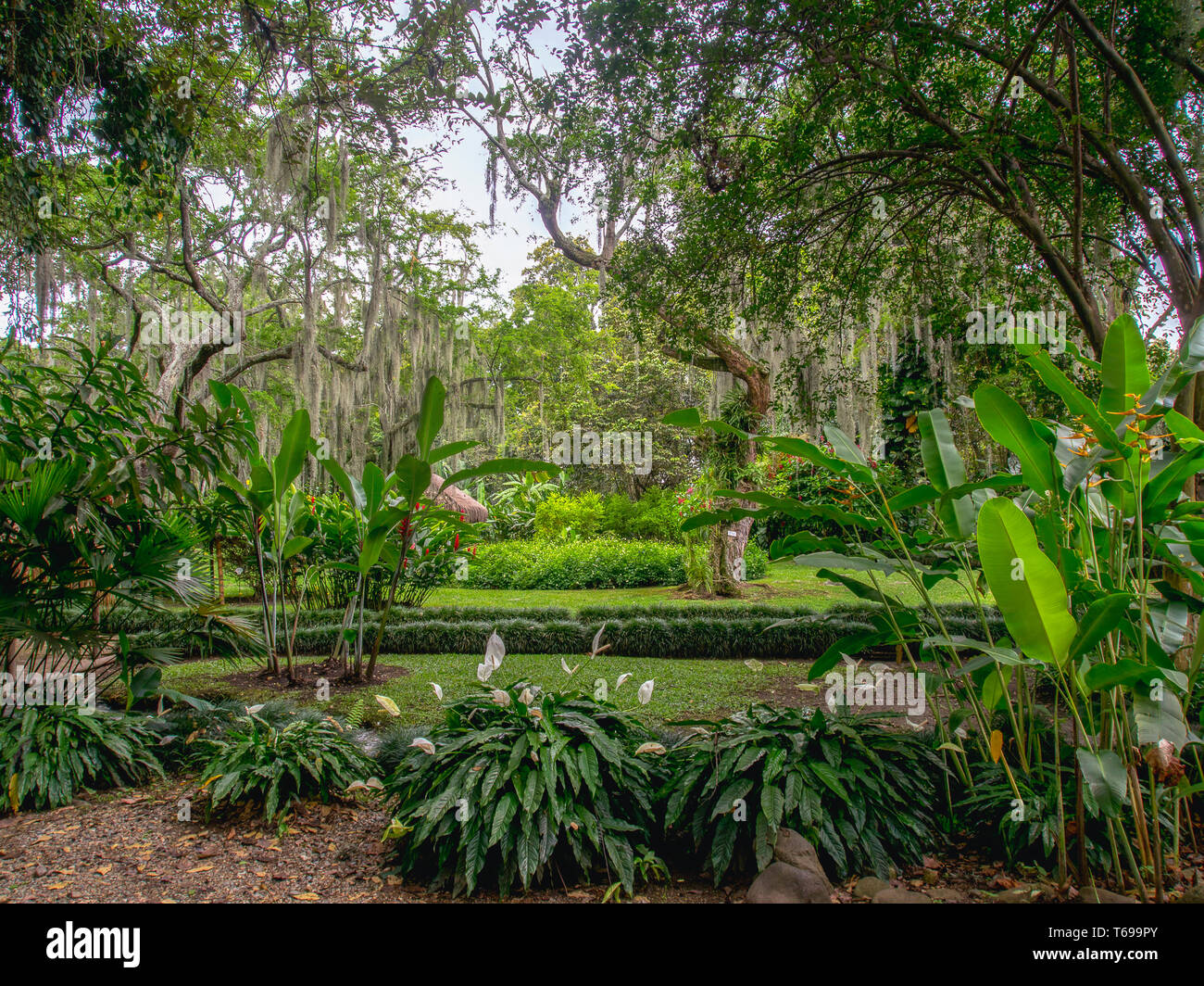 Tropical garden typical from the south of Colombia. Captured at the ...