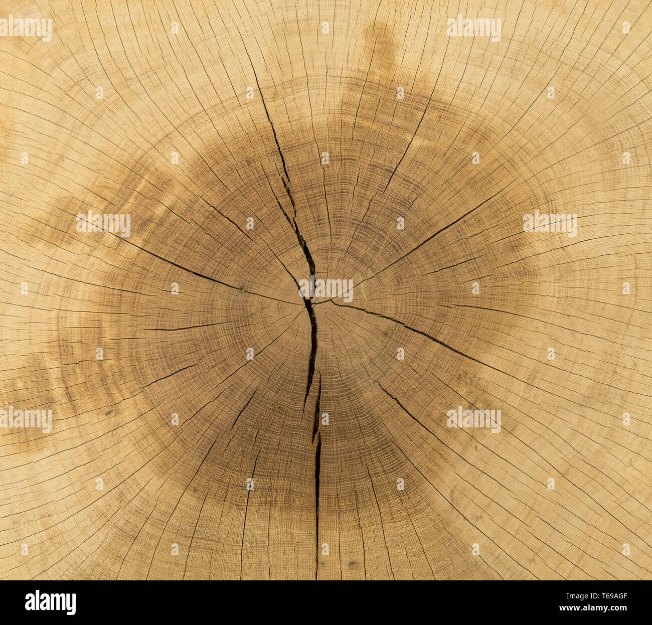 Bark cross section pine hi-res stock photography and images - Alamy