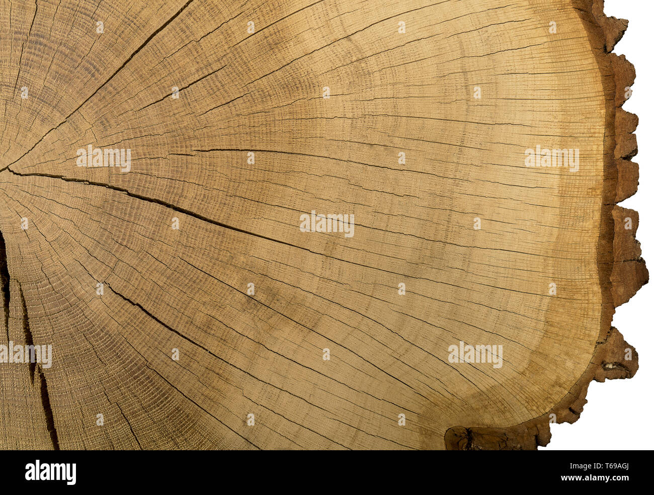 Cross section trunk life years hi-res stock photography and images - Alamy