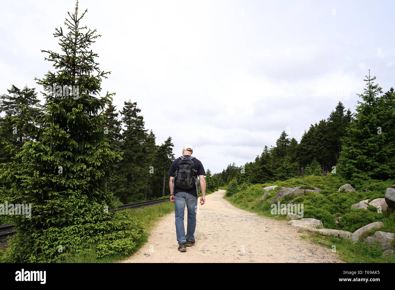 Walking on the Goetheweg in the Harz national park Stock Photo - Alamy
