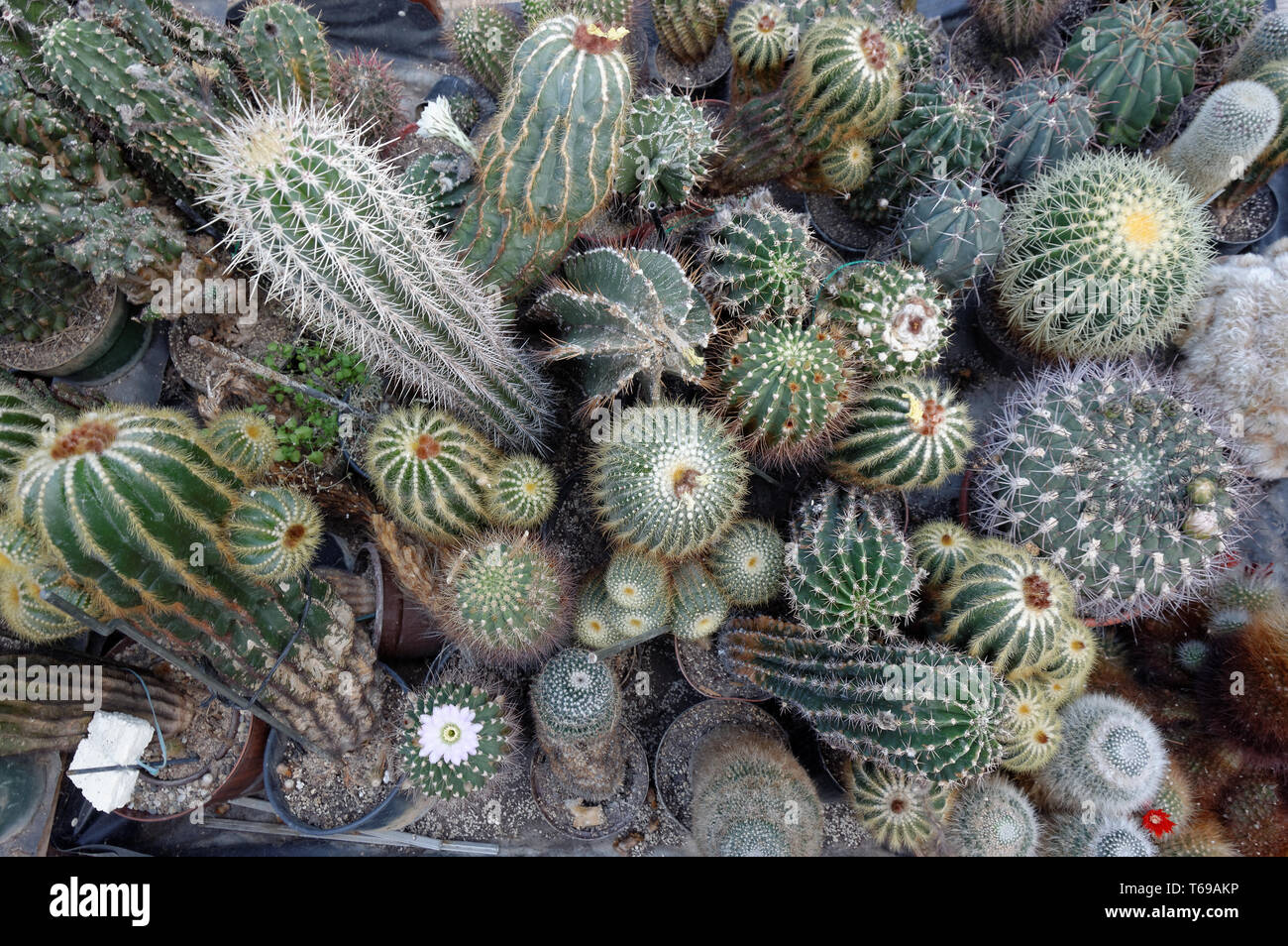 Cactus family hi-res stock photography and images - Alamy