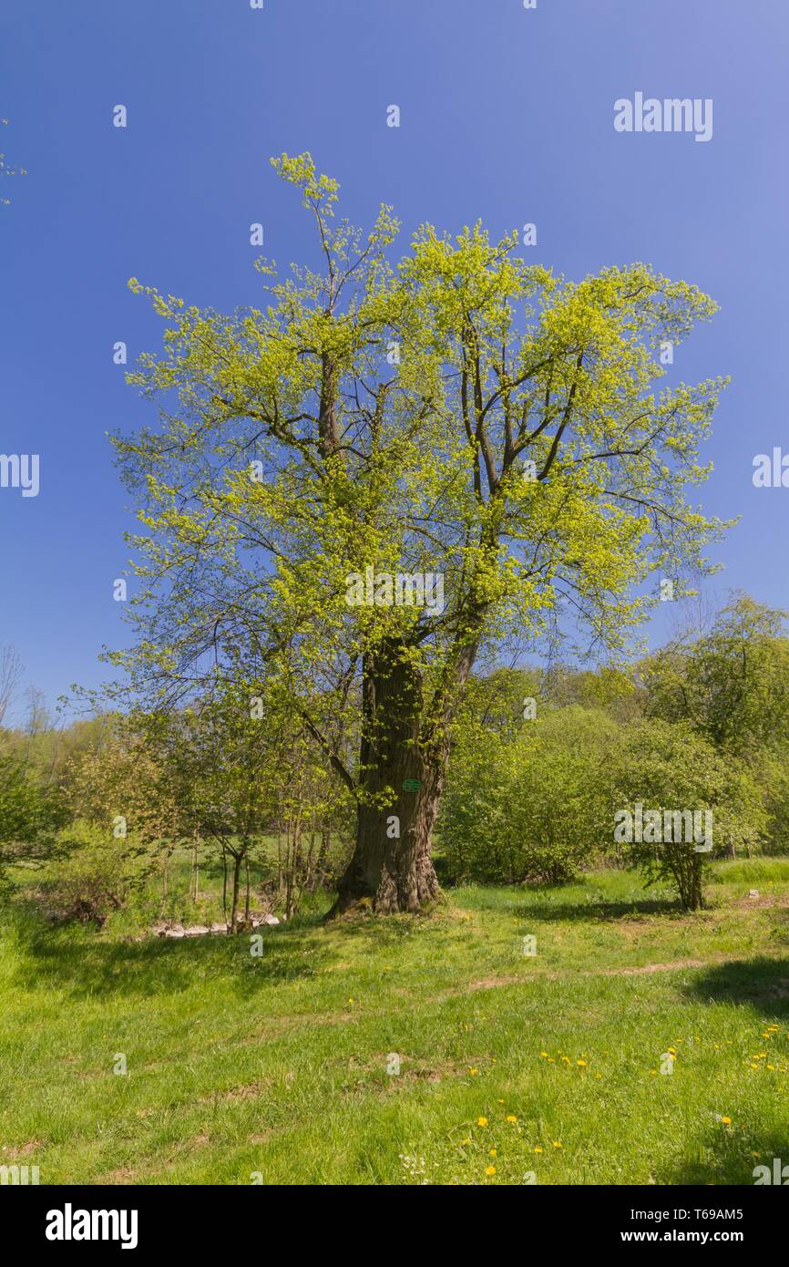 linden tree, genus tilia Stock Photo - Alamy