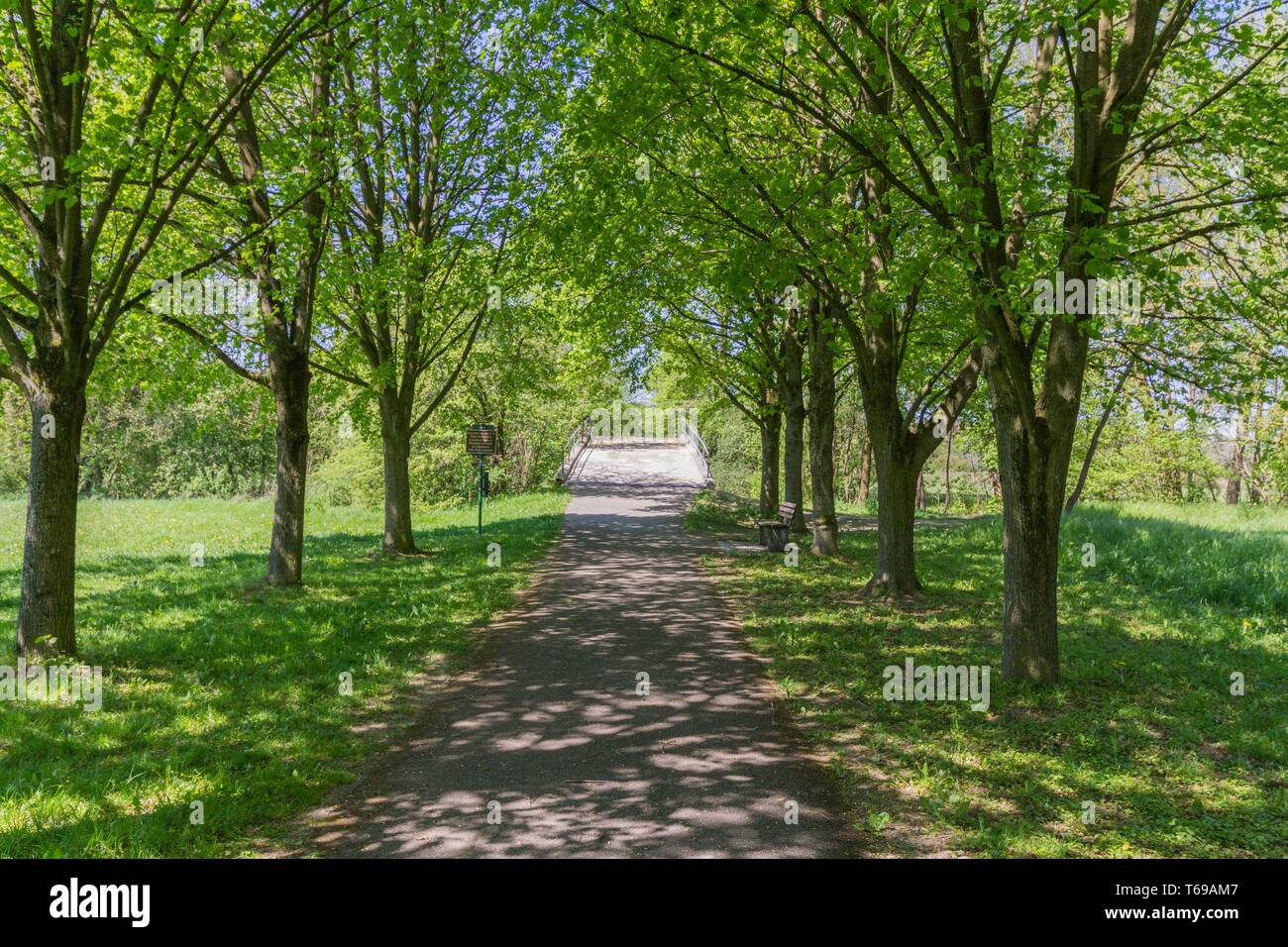 linden tree, genus tilia Stock Photo - Alamy