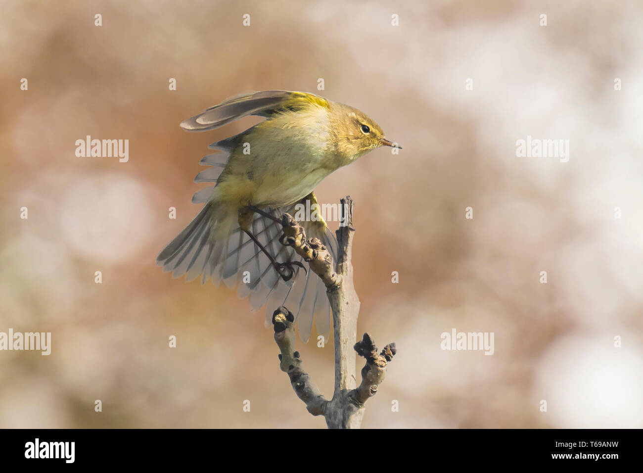 Close-up of a Willow warbler bird, Phylloscopus trochilus, singing ...