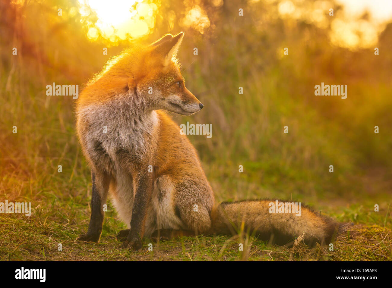 Wild young red fox (vulpes vulpes) vixen scavenging in a forest and dunes during sunset Stock ...
