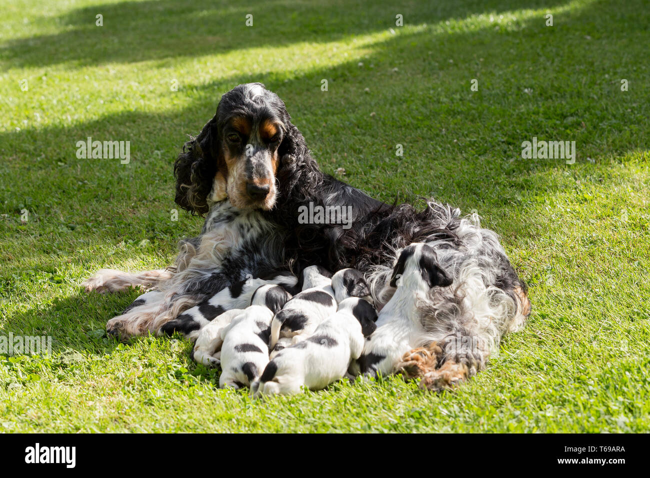 purebred English Cocker Spaniel with puppy Stock Photo - Alamy