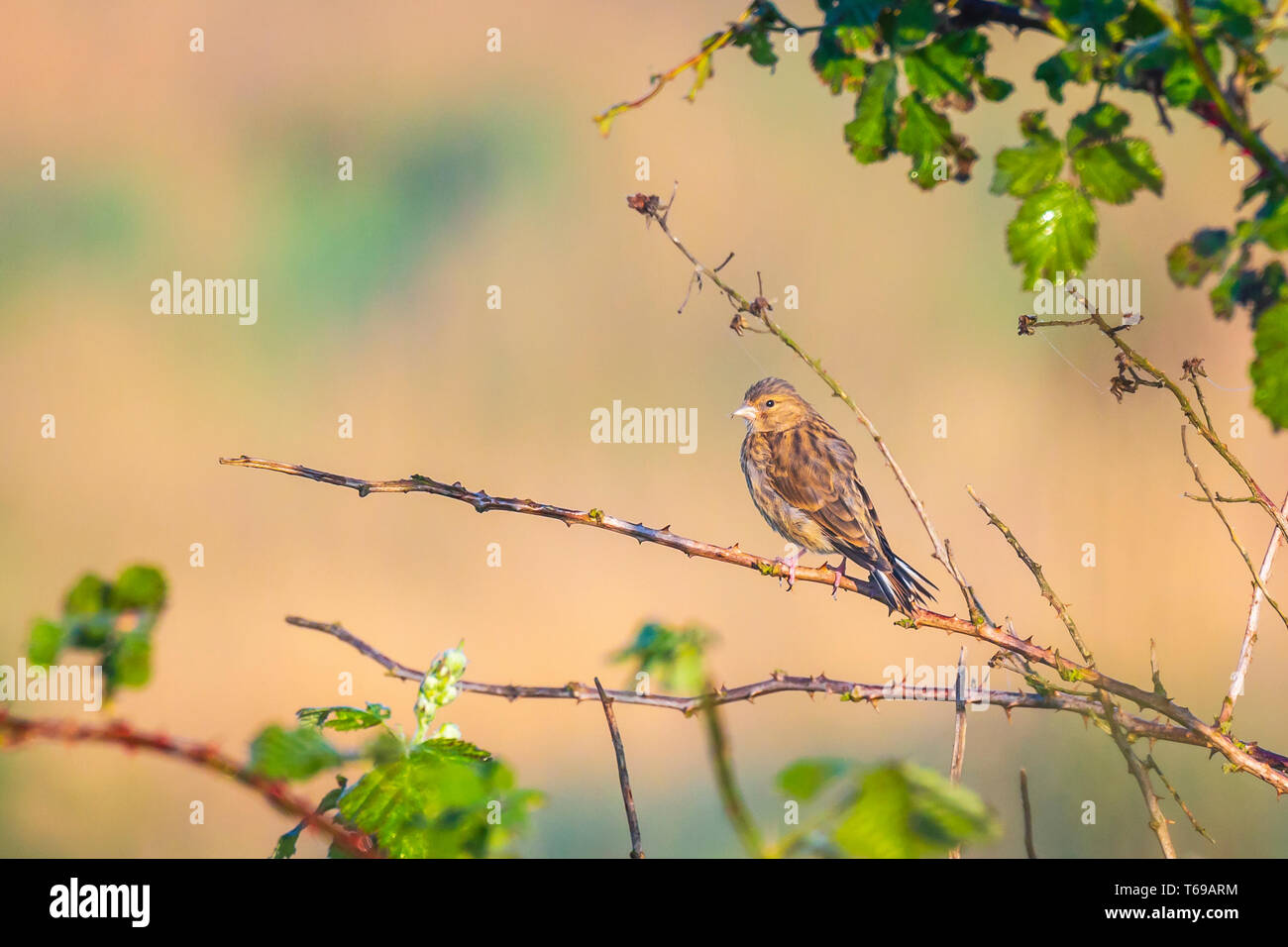 Female linnet hi-res stock photography and images - Alamy