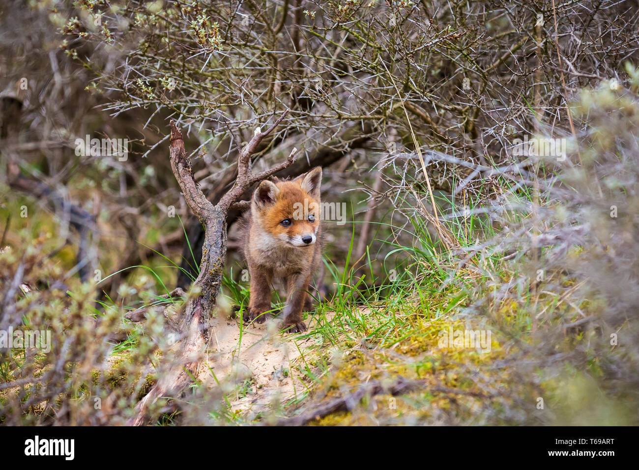 Wild young baby red fox cub vulpes vulpes exploring a forest, selective focus technique used ...