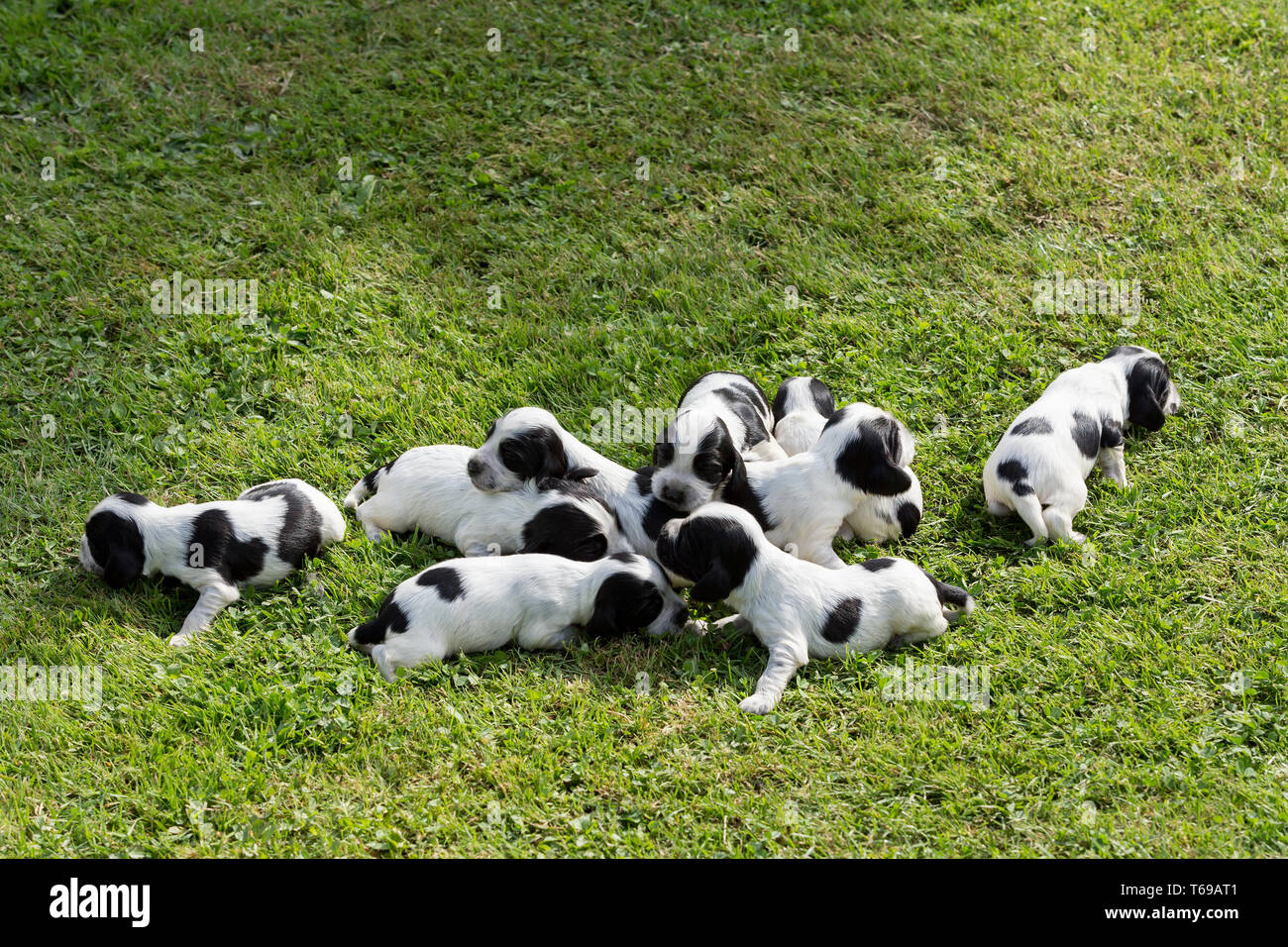 purebred English Cocker Spaniel puppies Stock Photo - Alamy