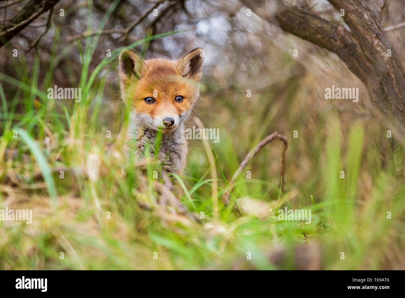 Wild young baby red fox cub vulpes vulpes exploring a forest, selective focus technique used ...