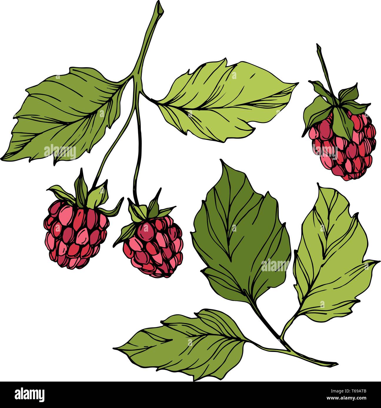 Vector Raspberry healthy food isolated. Red and green engraved ink art ...
