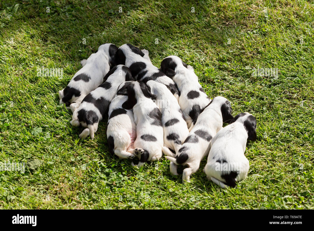 purebred English Cocker Spaniel puppies Stock Photo - Alamy