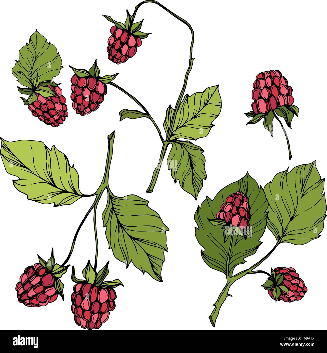Vector Raspberry healthy food isolated. Red and green engraved ink art ...
