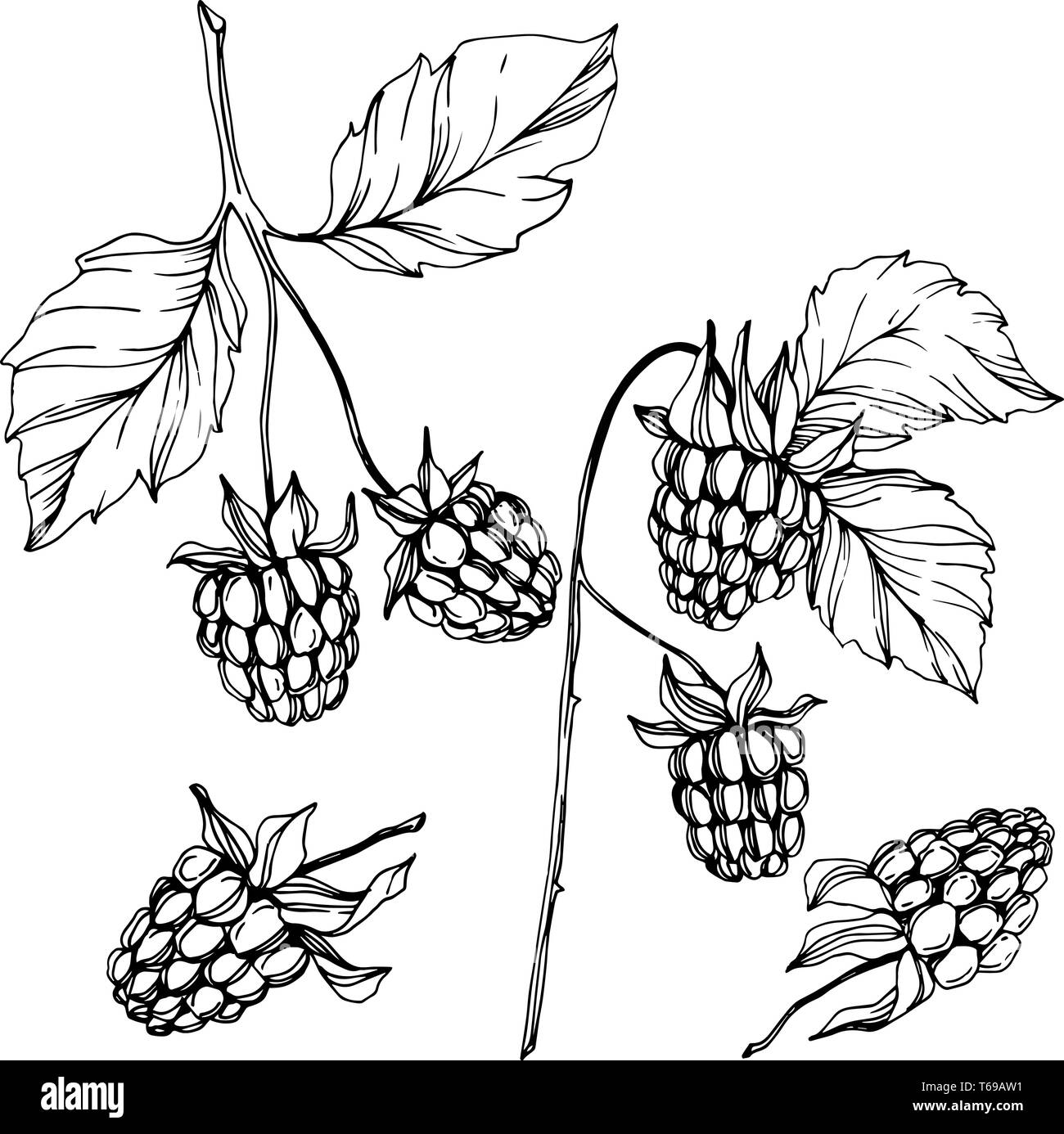 Vector Raspberry healthy food isolated. Black and white engraved ink ...