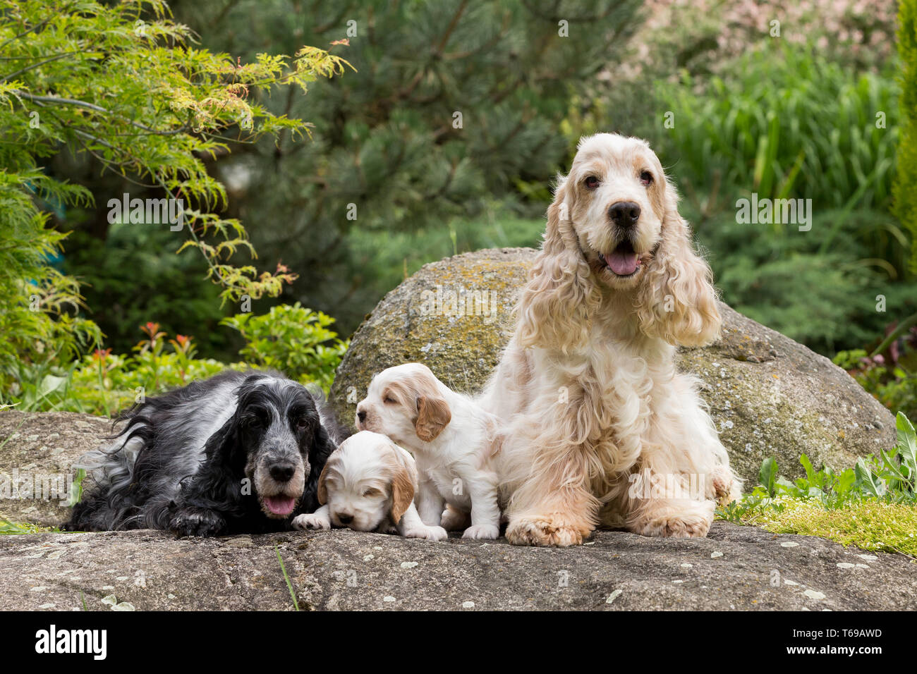 purebred English Cocker Spaniel with puppy Stock Photo - Alamy