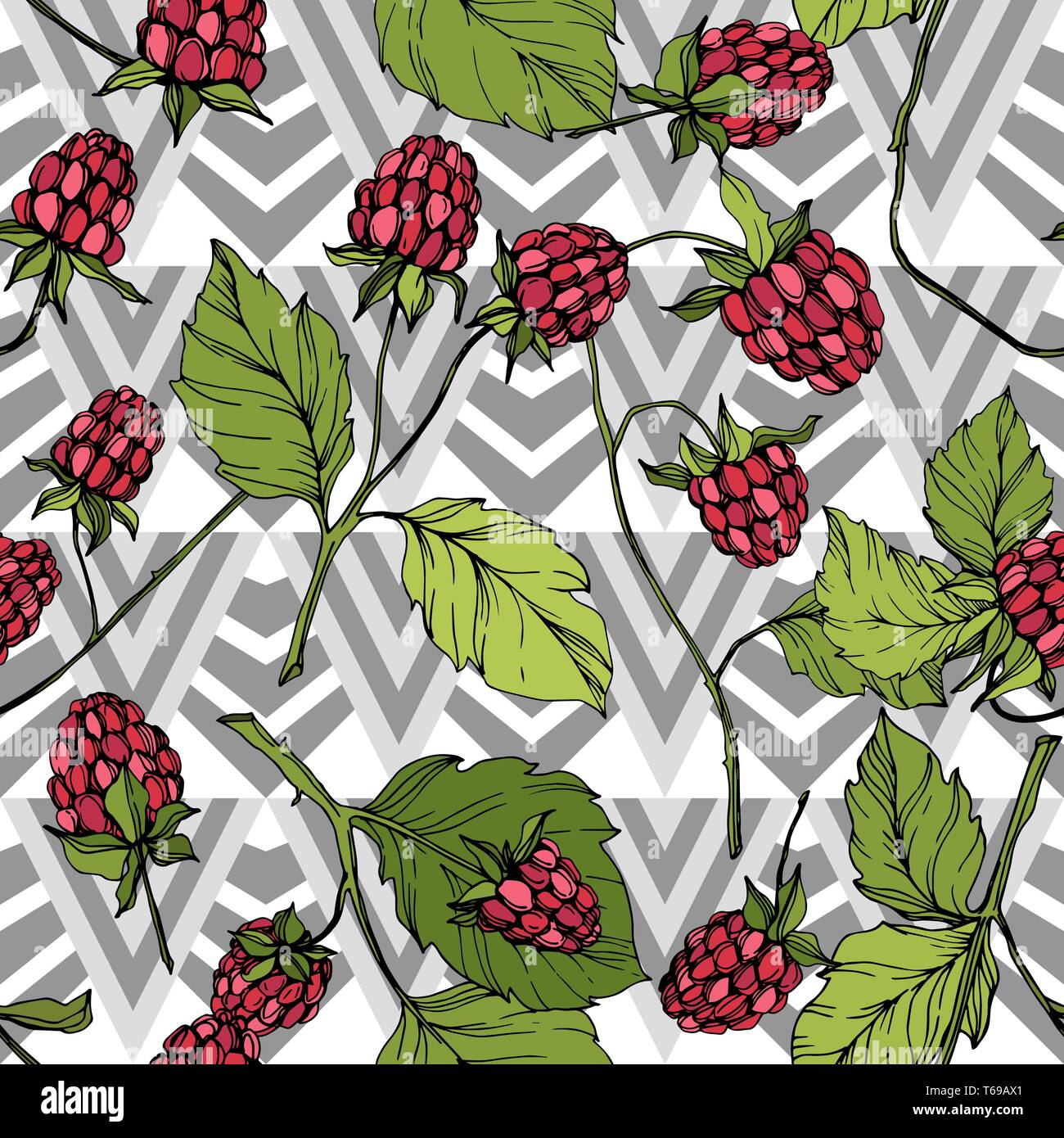 Vector Raspberry healthy food isolated. Red and green engraved ink art ...