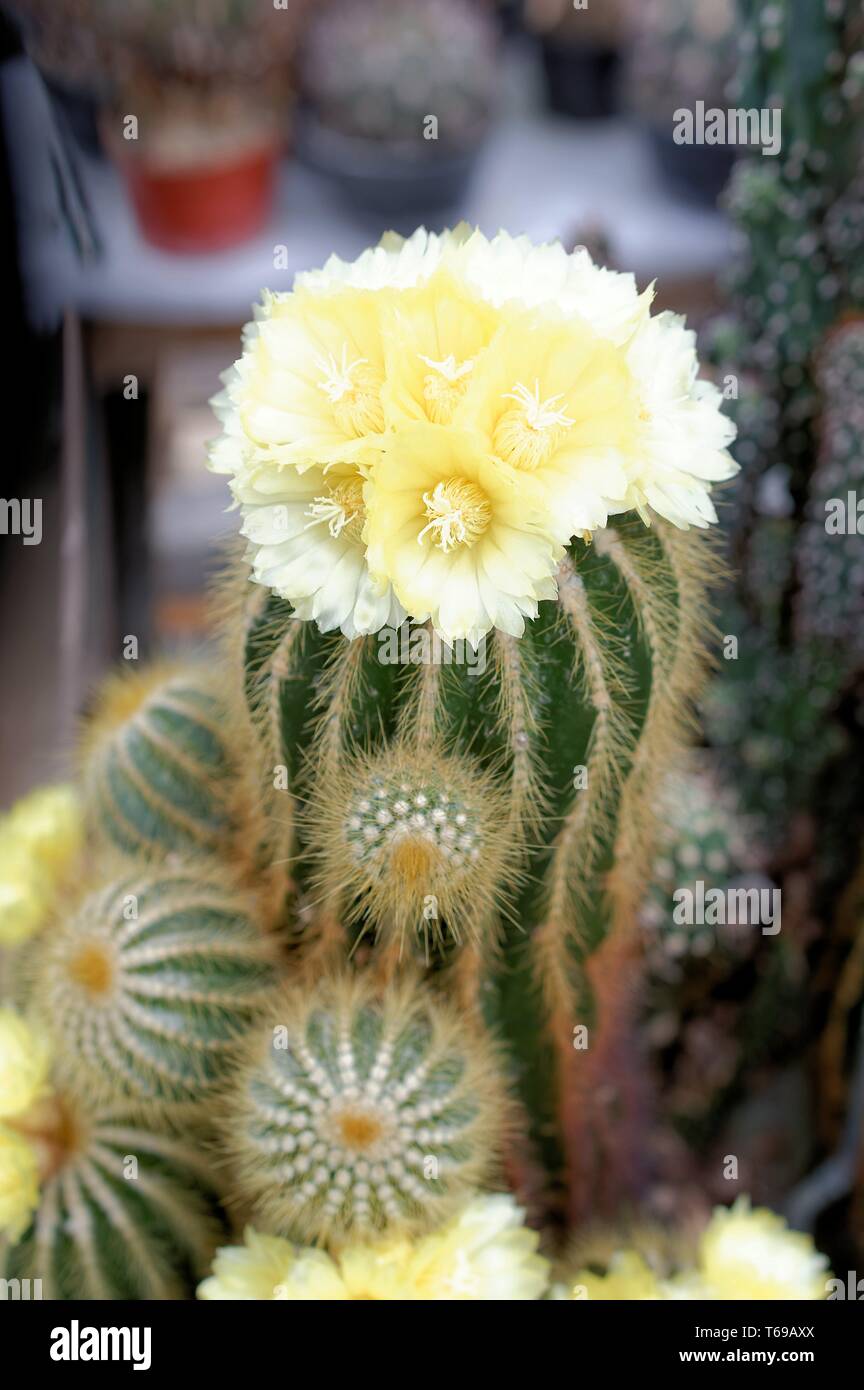 Cactus (Notocactus spec Stock Photo - Alamy