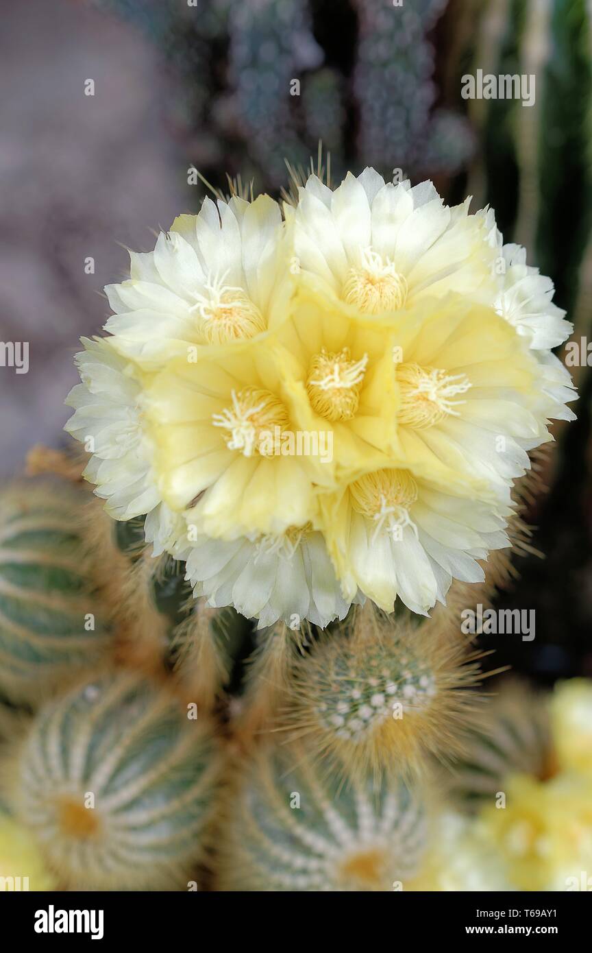 Cactus (Notocactus spec Stock Photo - Alamy