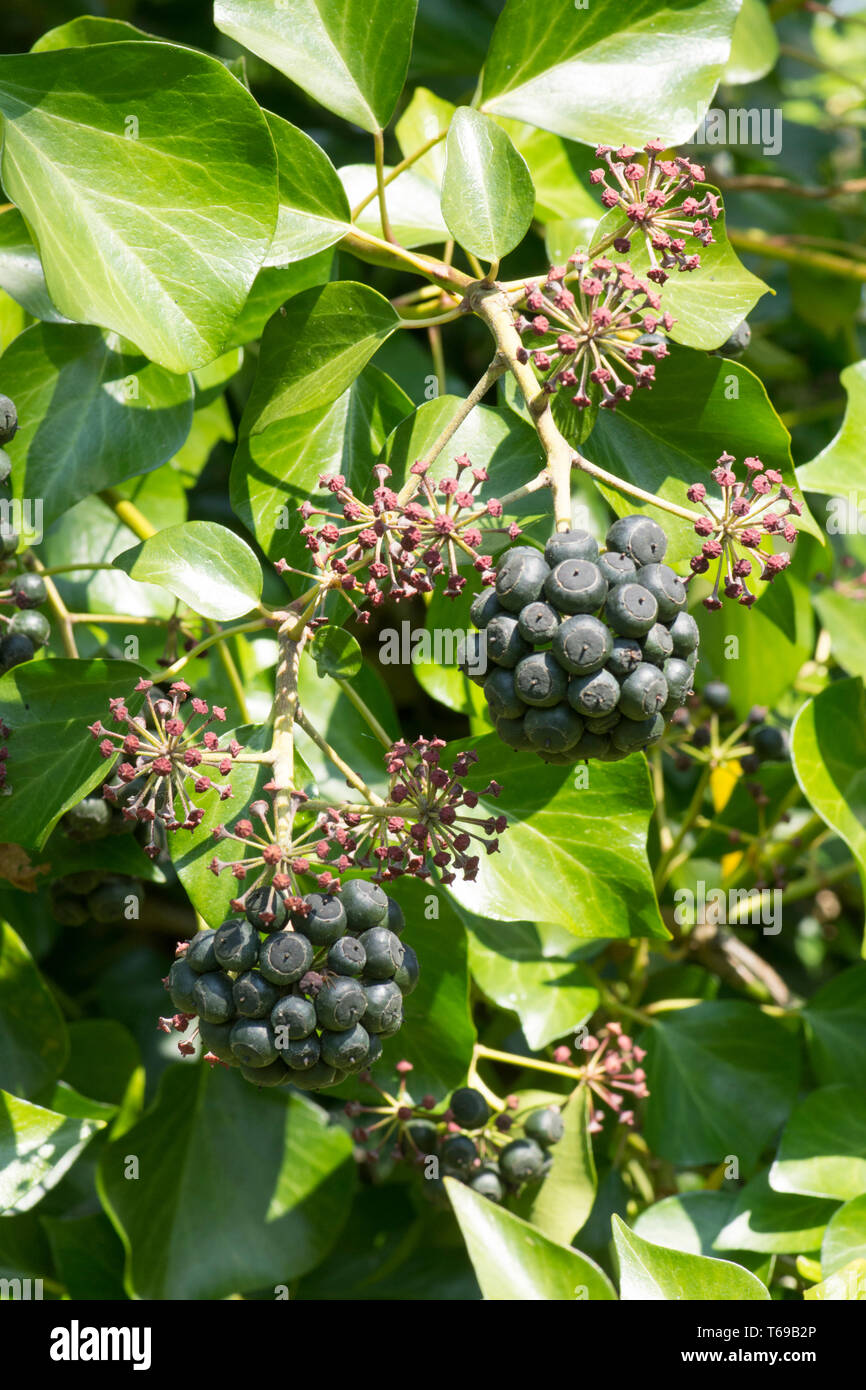 Hedera helix ivy hi-res stock photography and images - Alamy