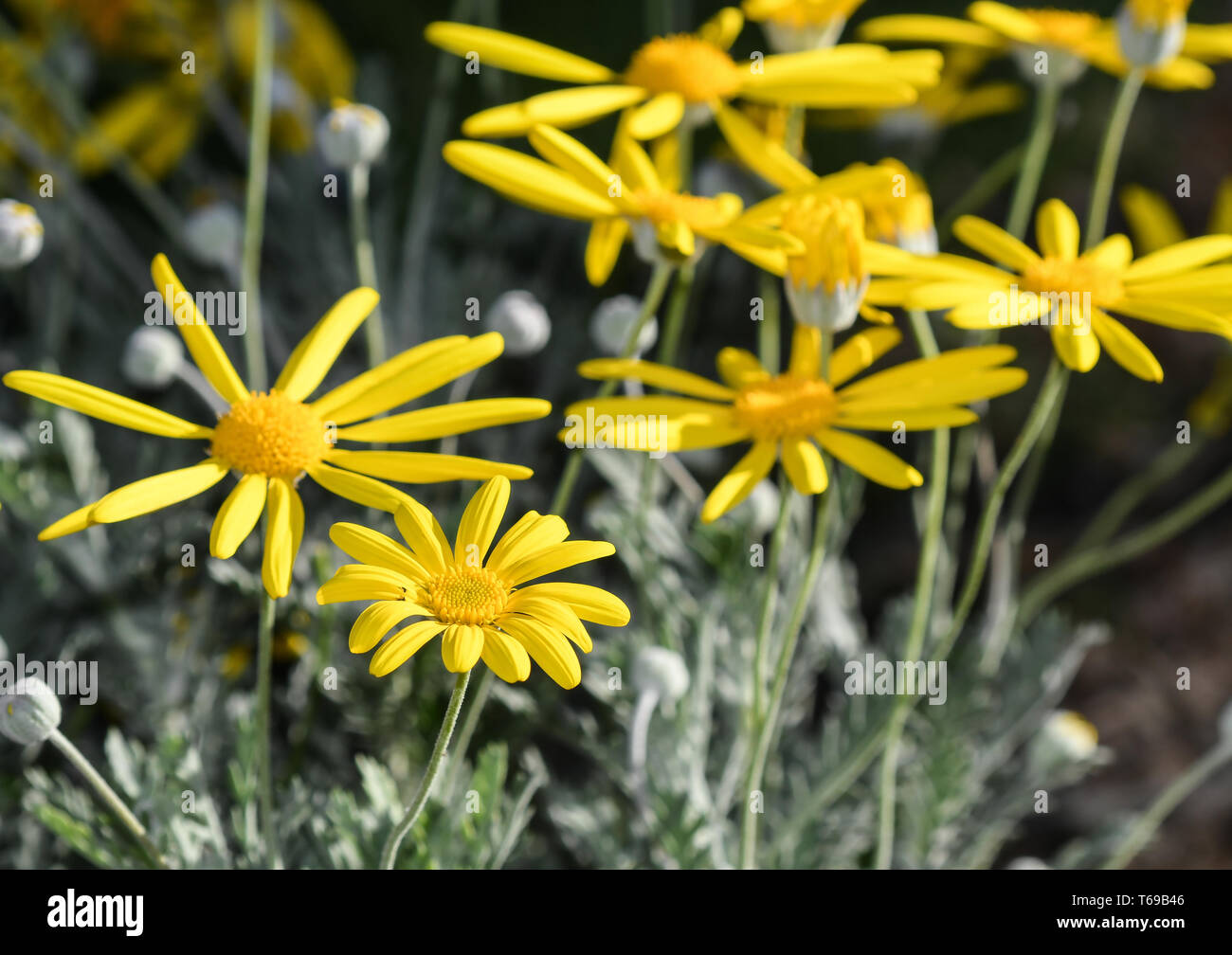 Grey leaved euryops hi-res stock photography and images - Alamy