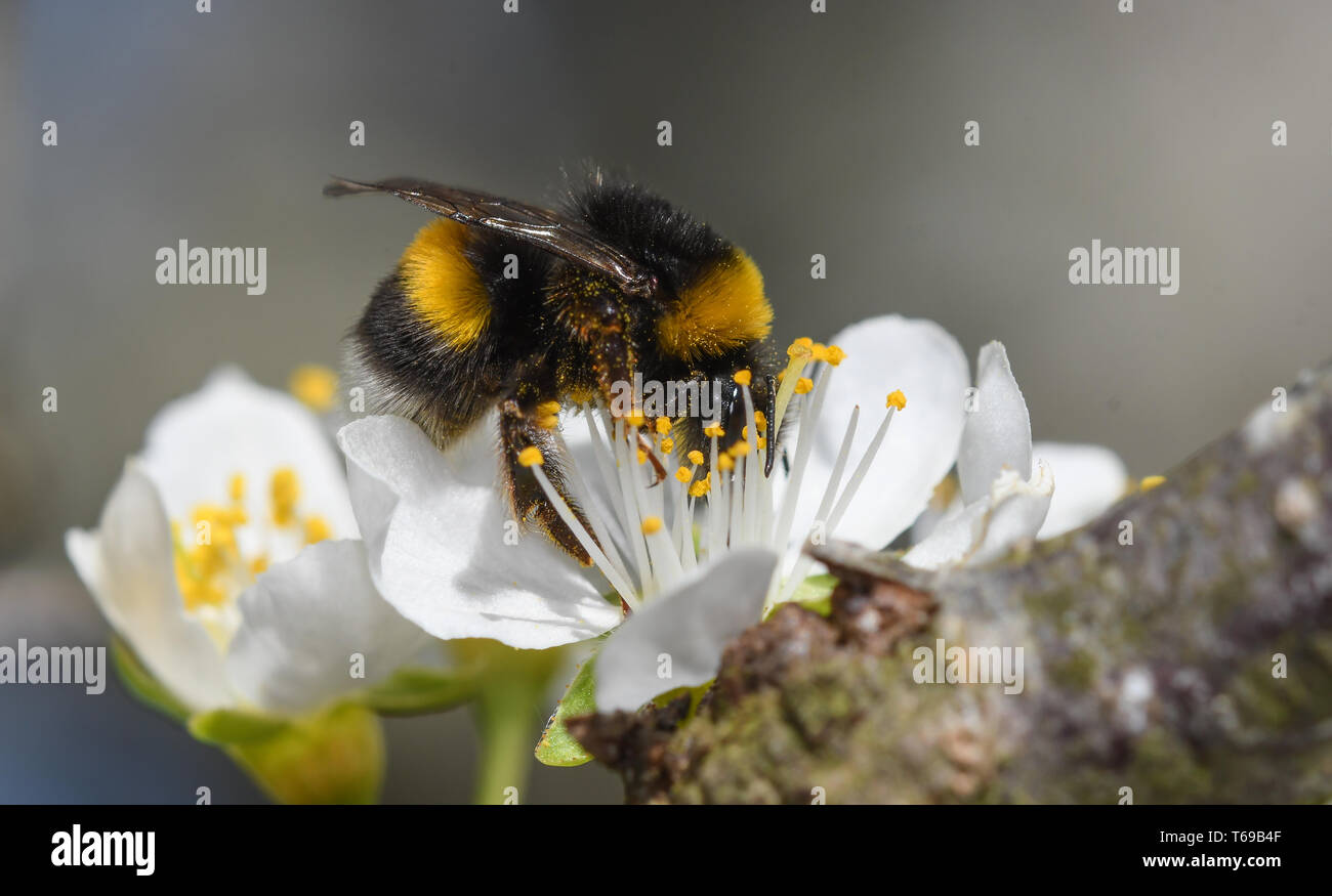 Tree bumblebee hi-res stock photography and images - Alamy