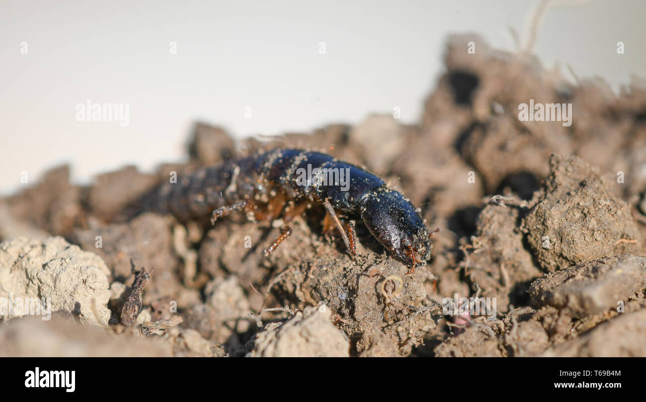 Ground beetle larva hi-res stock photography and images - Alamy