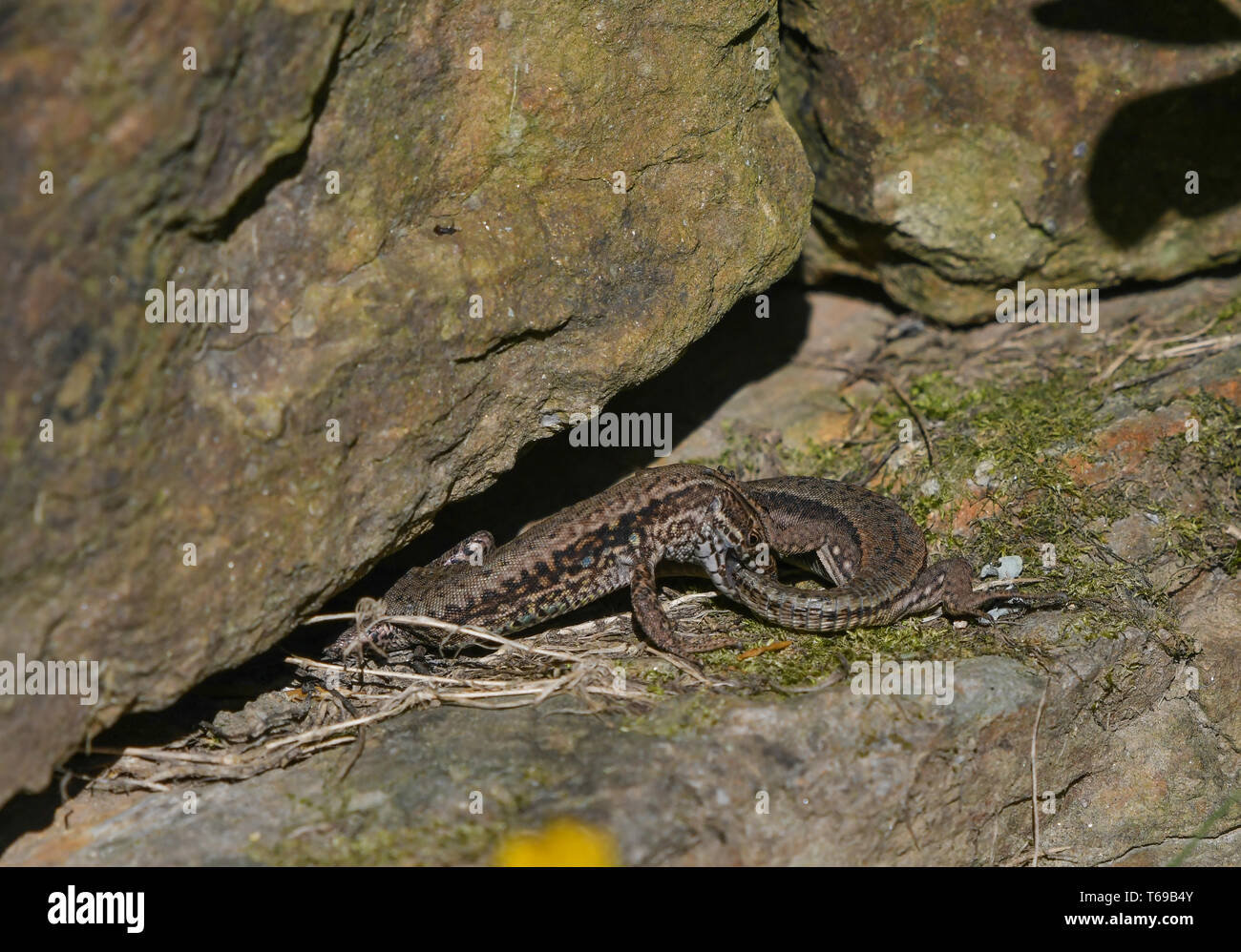 Animales vertebrados hi-res stock photography and images - Alamy