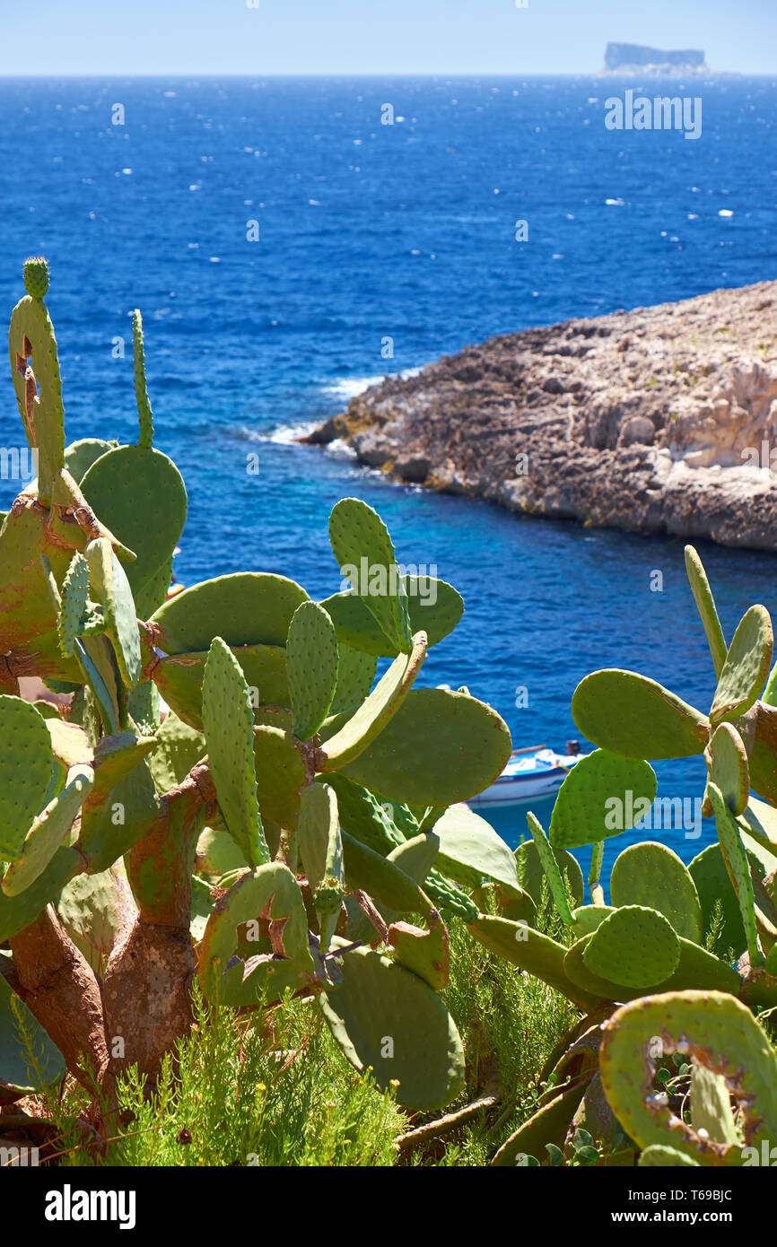 Cactus over water of Wied Zurrieq Fjord on south end of Malta island ...