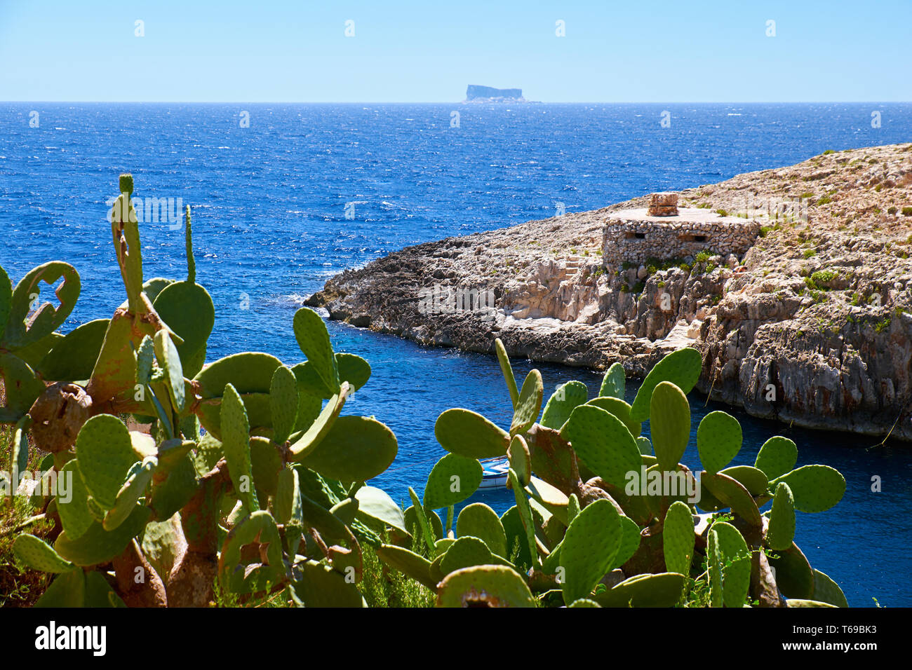 Cactus plant malta hi-res stock photography and images - Alamy
