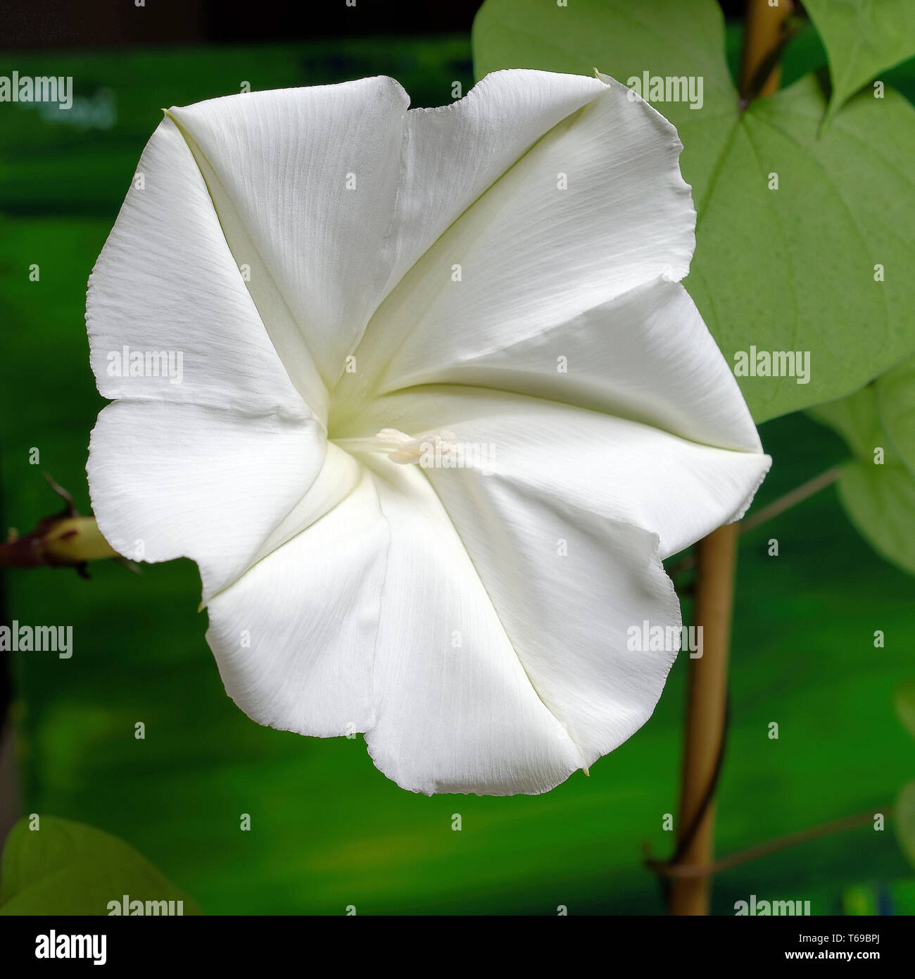 Moonflower hi-res stock photography and images - Alamy