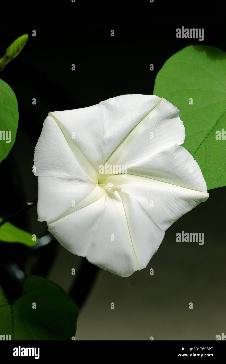 Ipomoea alba hi-res stock photography and images - Alamy