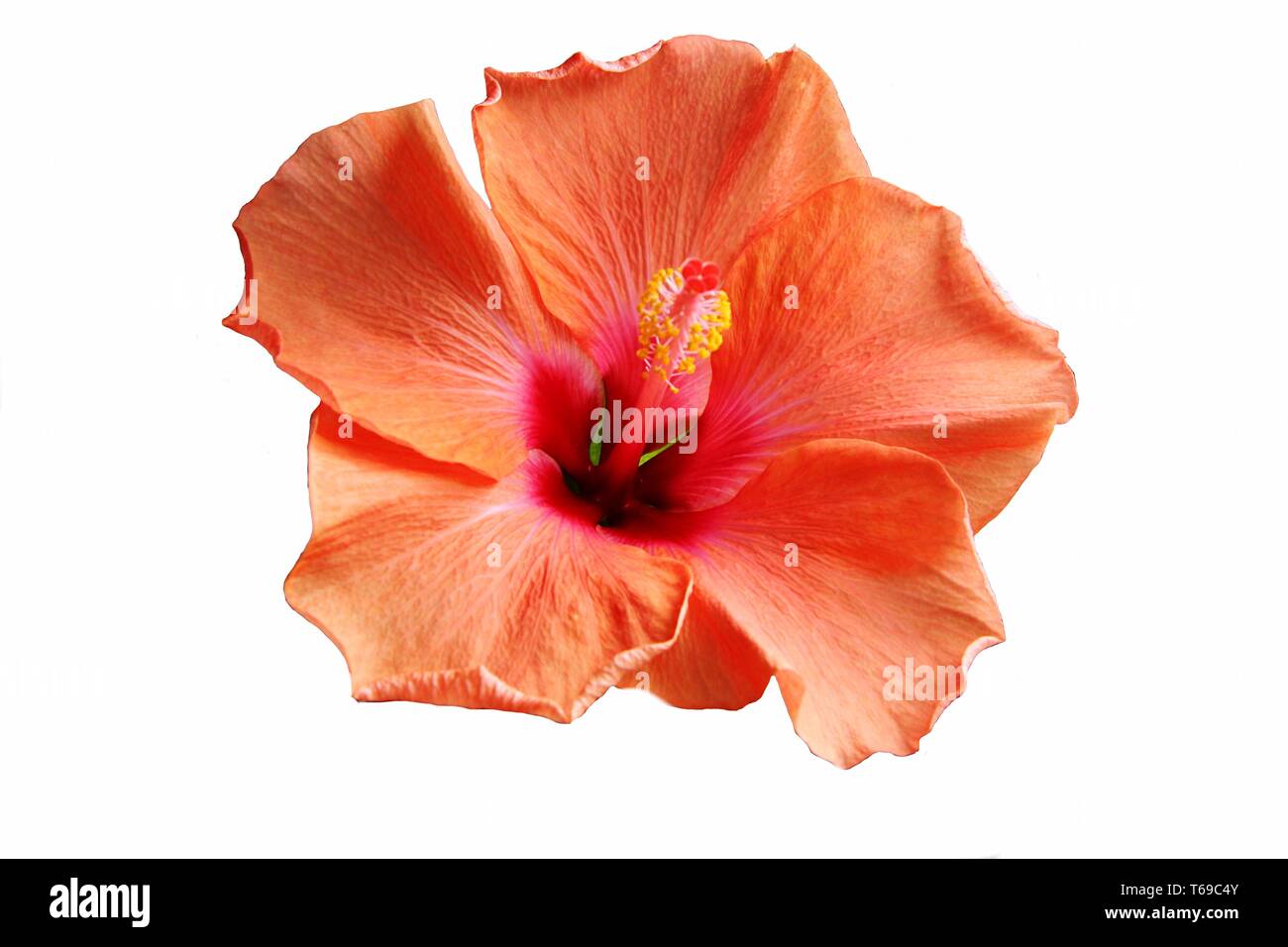 Hibiscus flower Cut Out Stock Images & Pictures - Alamy