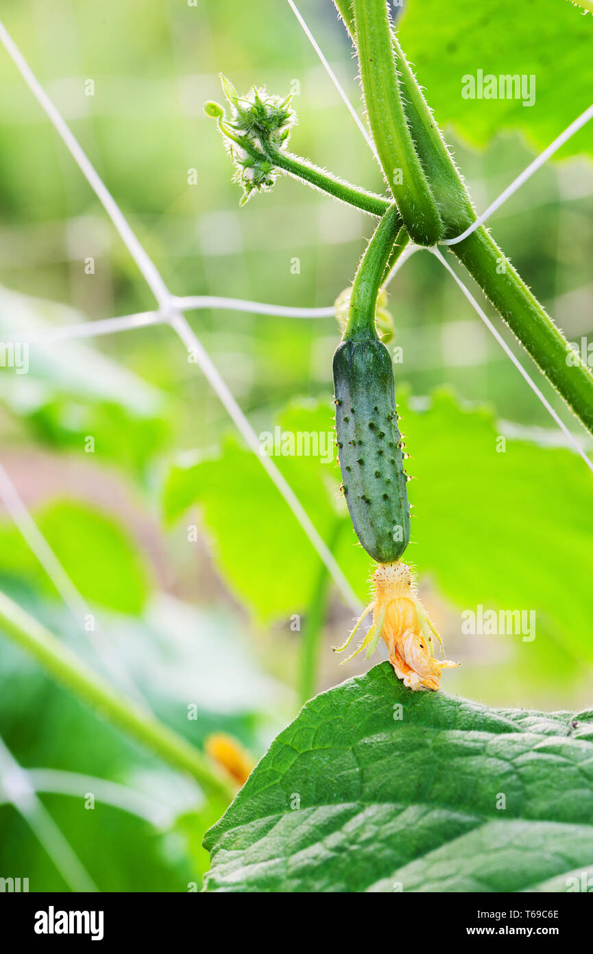Cucumber bed hi-res stock photography and images - Alamy