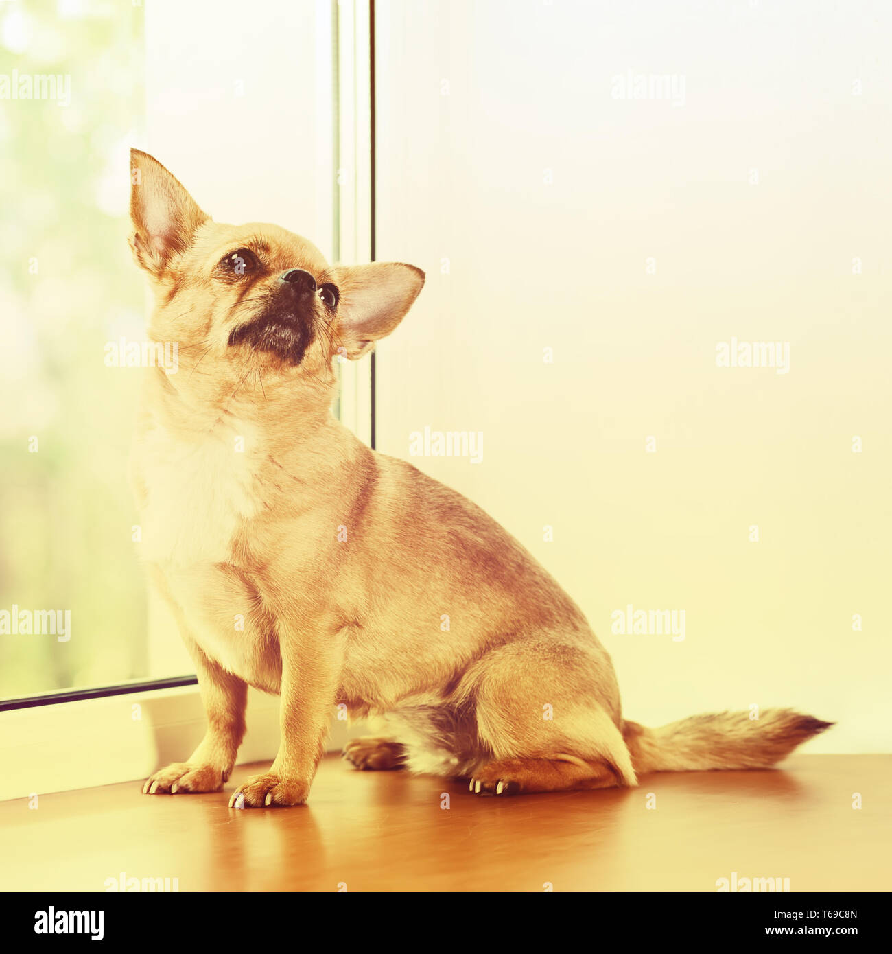 White dog sitting on window hi-res stock photography and images - Alamy