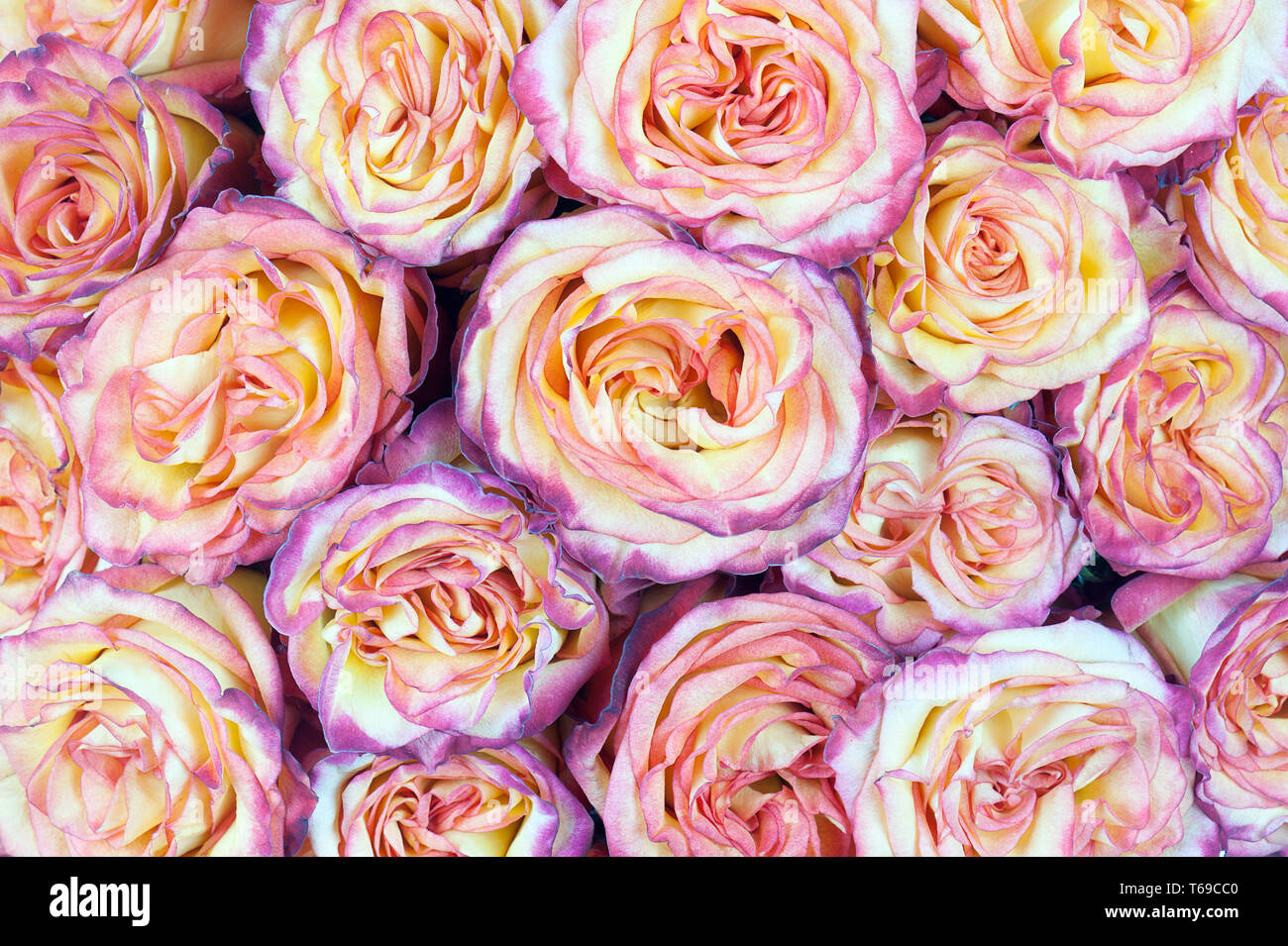 Bouquet effect hi-res stock photography and images - Alamy