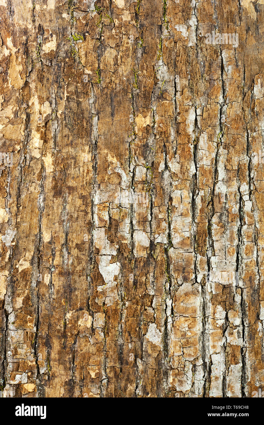 Nature oak bark for use as background Stock Photo - Alamy