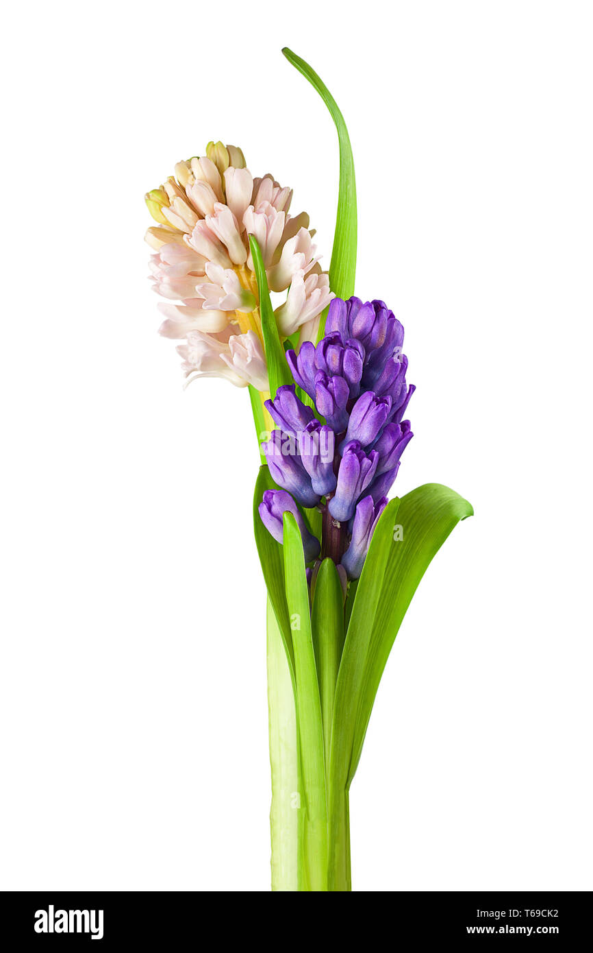 Bouquet from hyacinth flowers arrangement centerpiece isolated on white ...