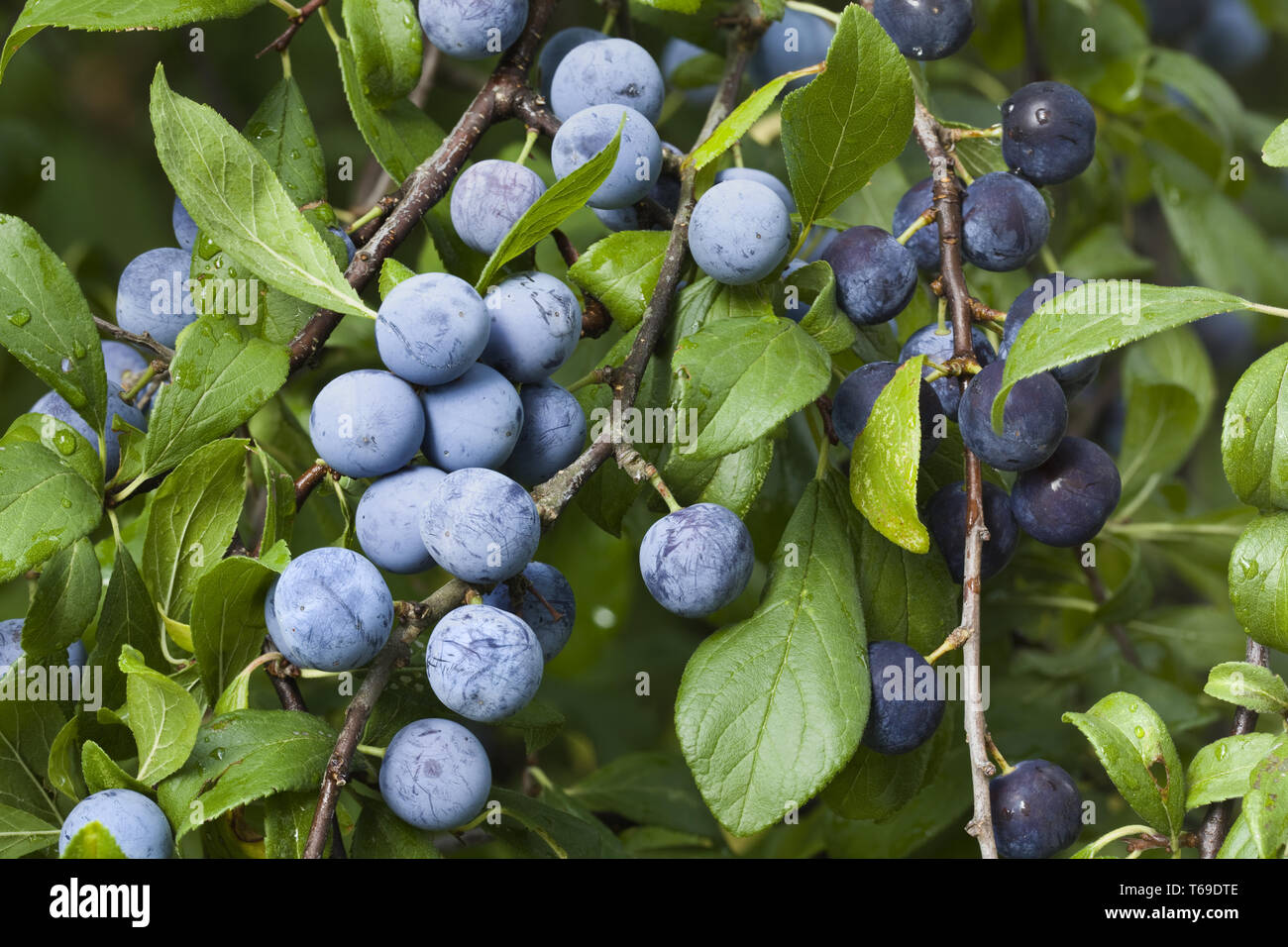 Prunus spinosa plum hi-res stock photography and images - Alamy