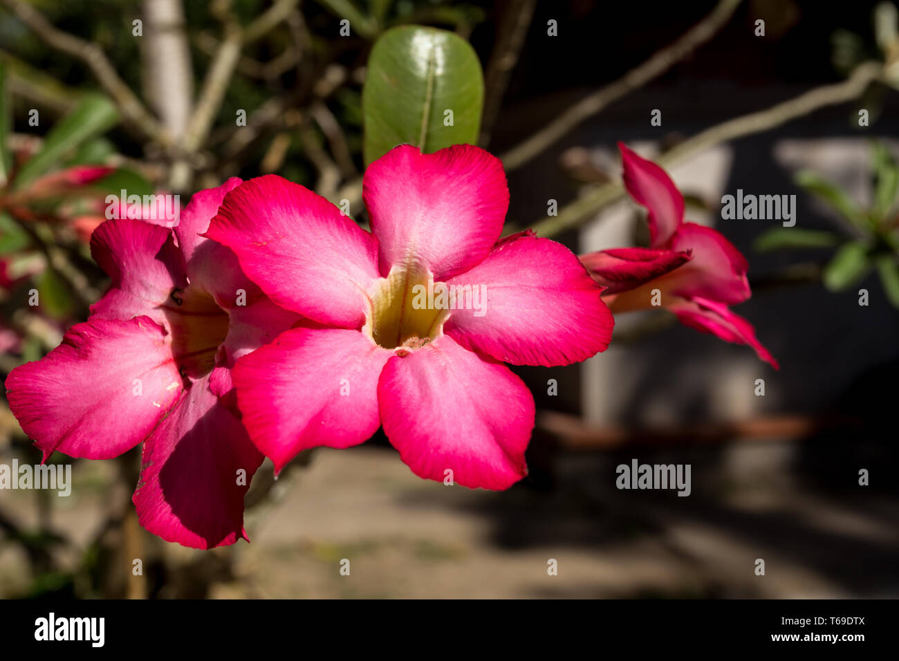 Red adenium flowers hi-res stock photography and images - Alamy