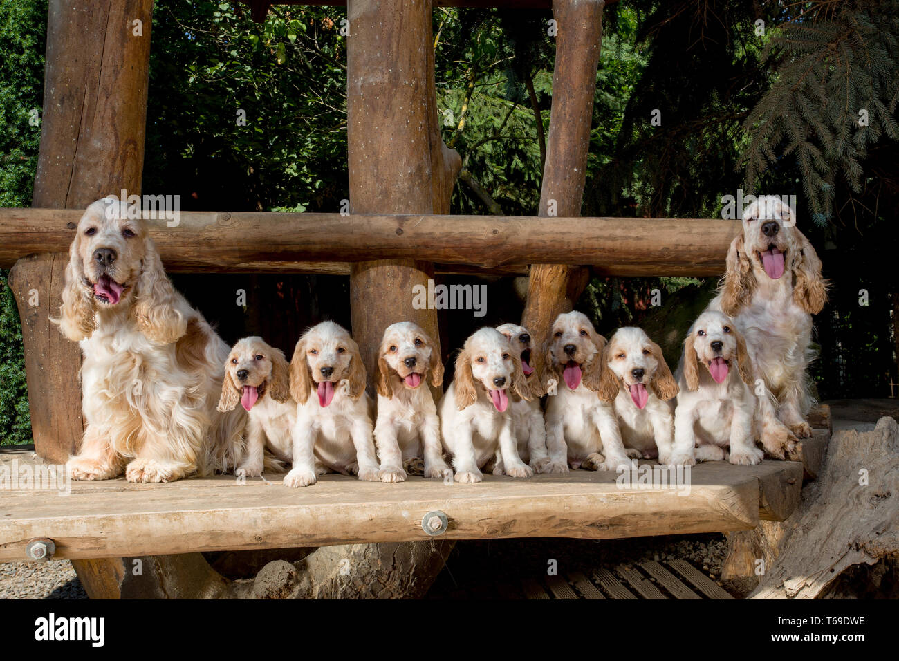 Family with puppy hi-res stock photography and images - Alamy