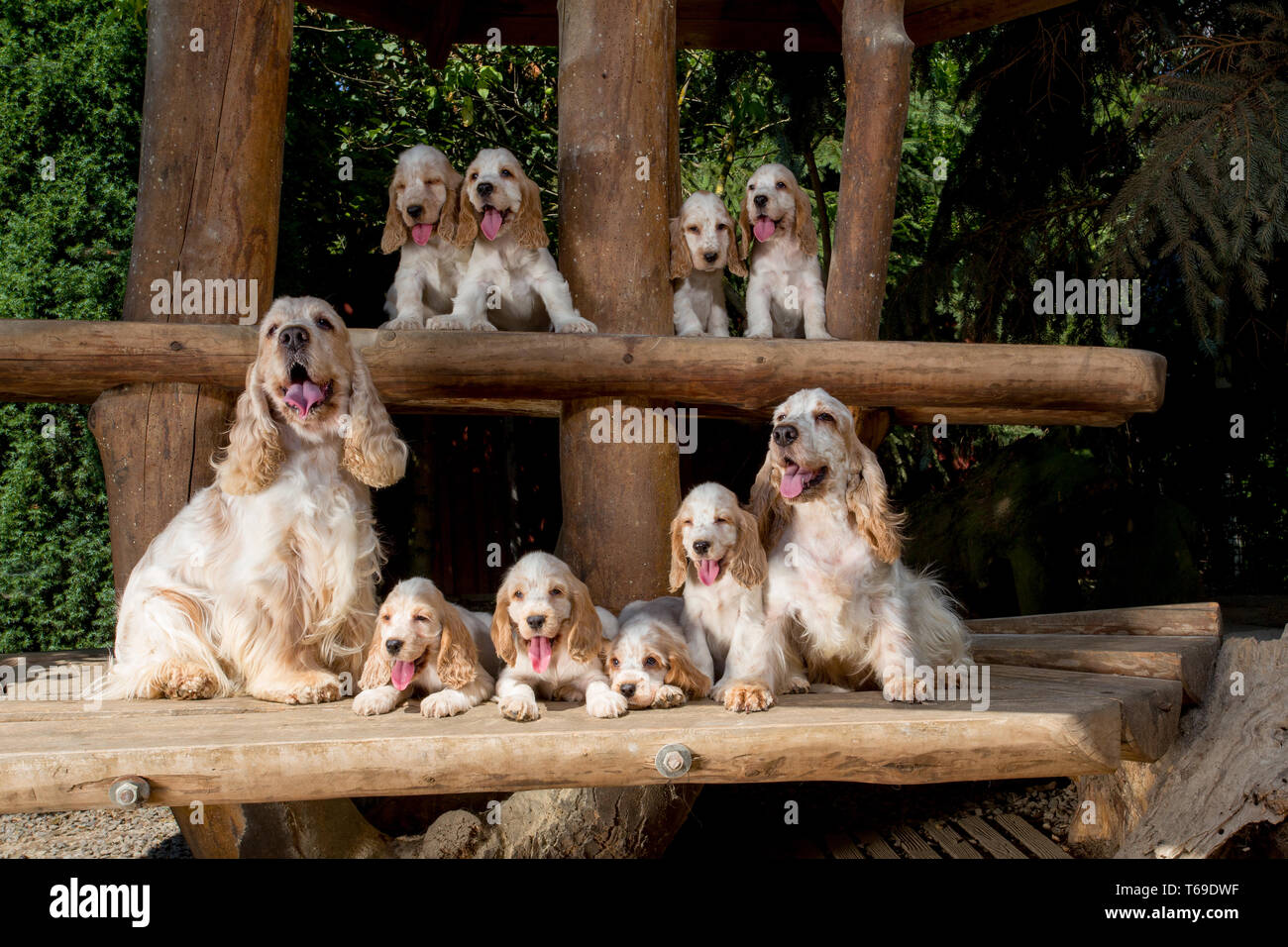 family of English Cocker Spaniel with small puppy Stock Photo - Alamy