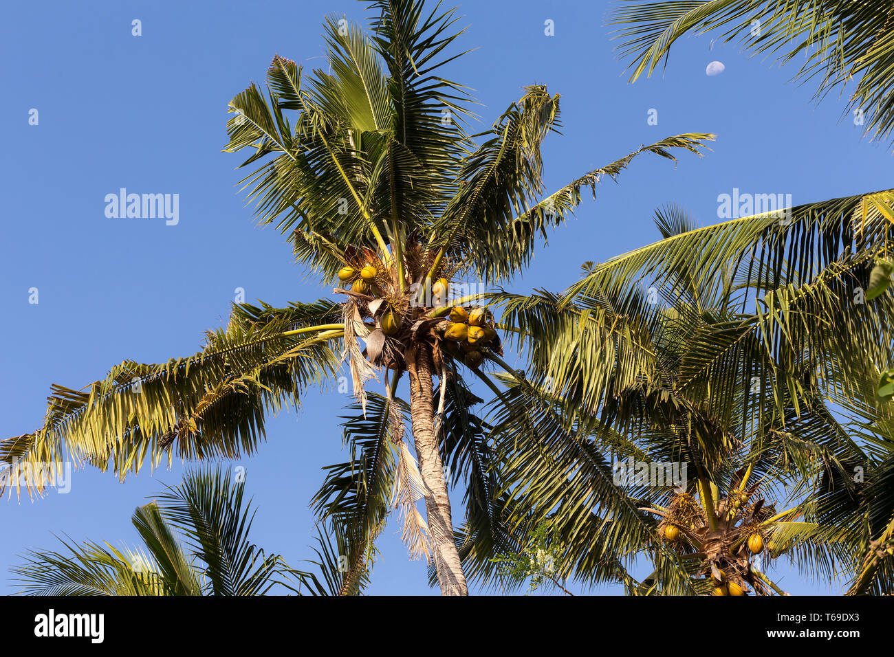 coco-palm tree against blue sky Stock Photo - Alamy